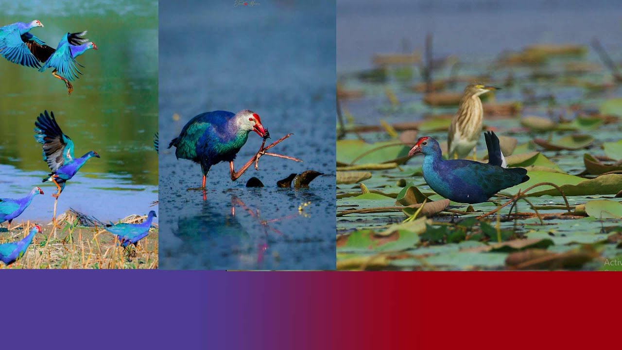 Birds Life | Birds | Lifestyle of Birds | HK Animals and Nature - YouTube