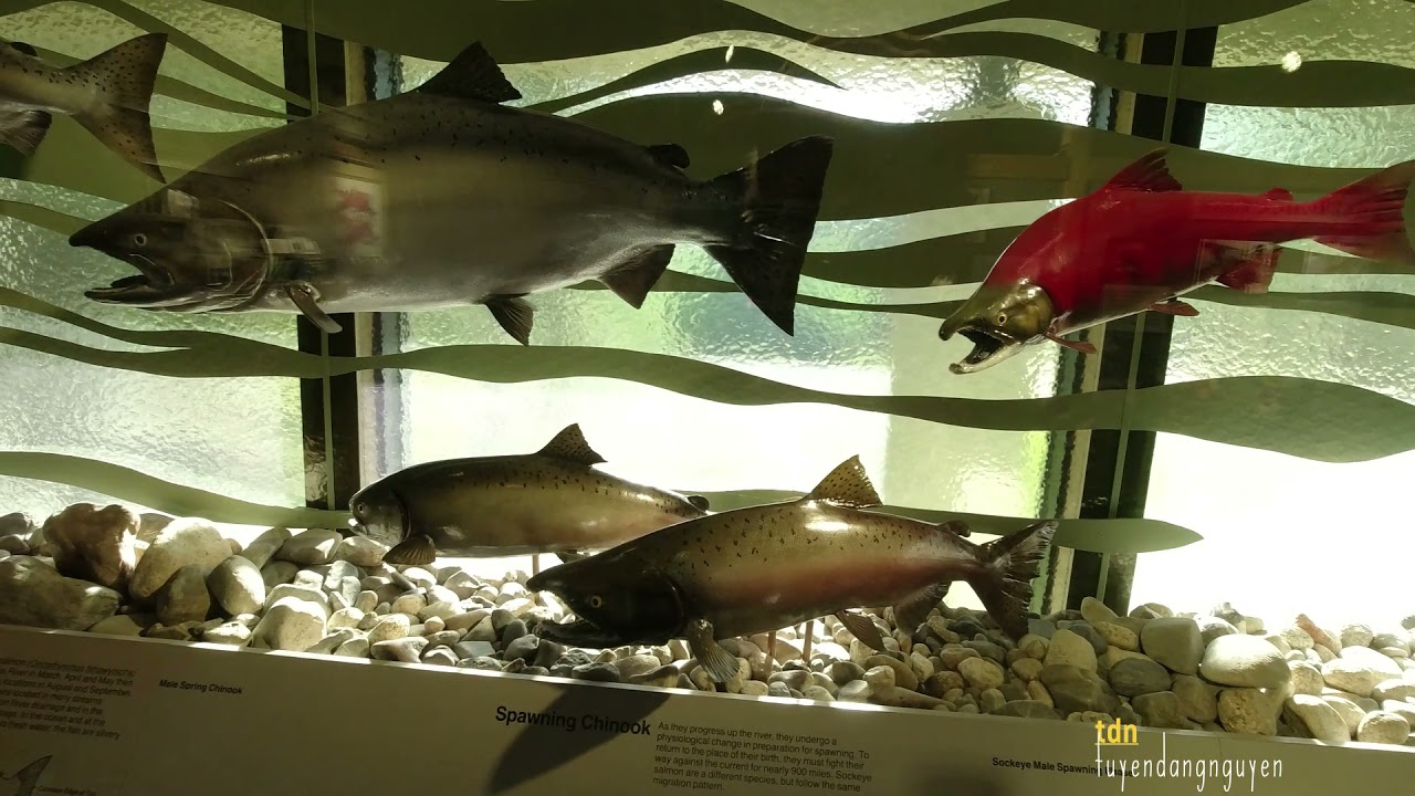 Sawtooth Fish Hatchery in Idaho - YouTube