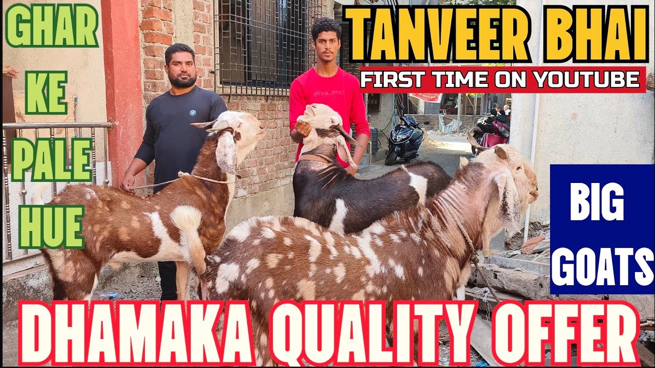 Dhamaka Quality Collection Ghar Ke Pale Set Goats Lo Aur Shouk Karo ...