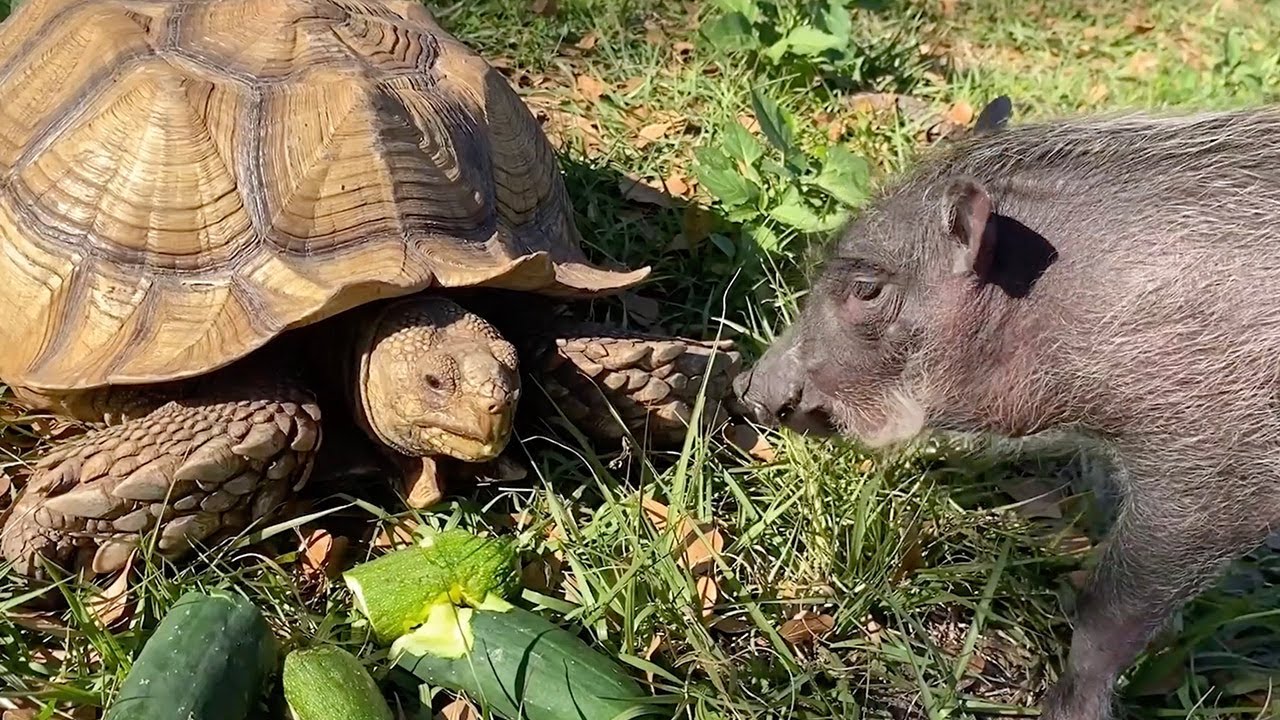 Playful Warthog Loves His Furry Friends - YouTube