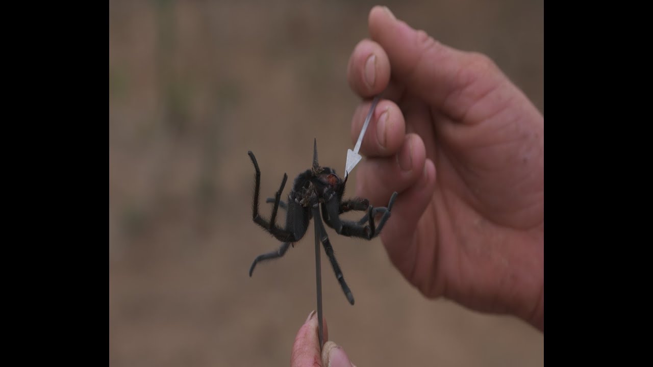 Man Kills Monster Tarantula with the Blow gun!! - YouTube