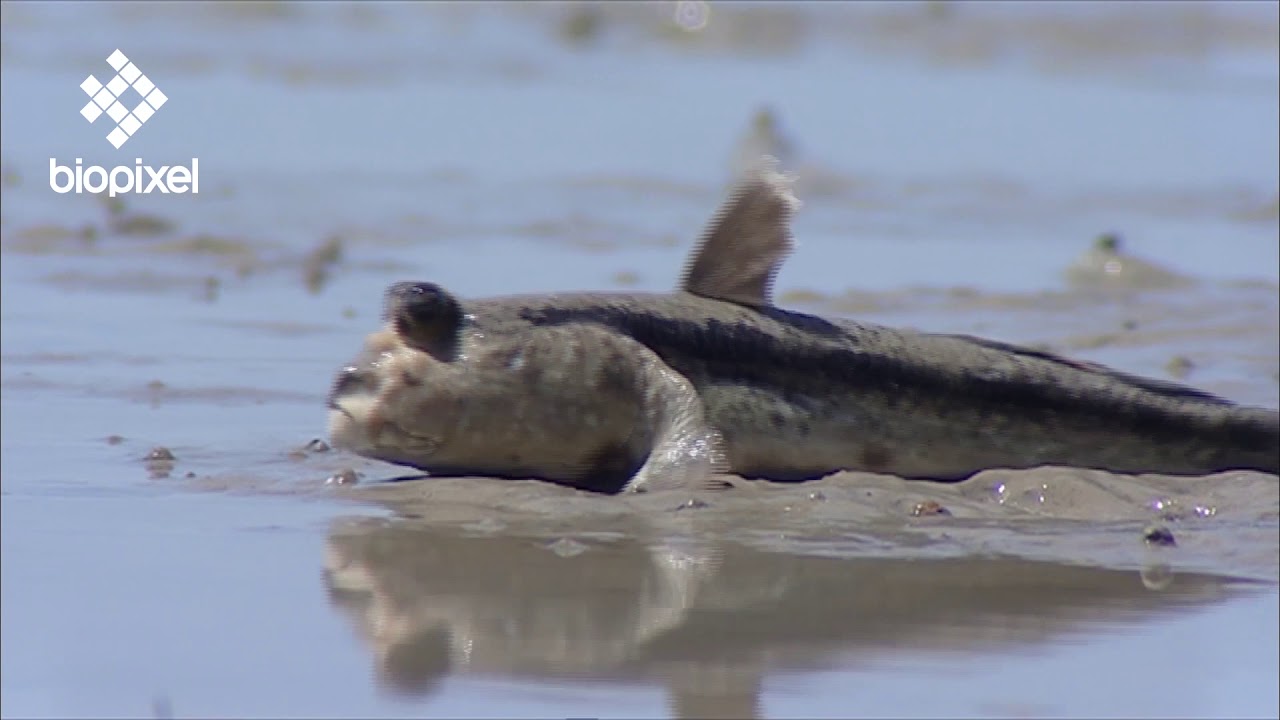 Oceanpedia Critter finder Fish Goby Mudskippers - YouTube