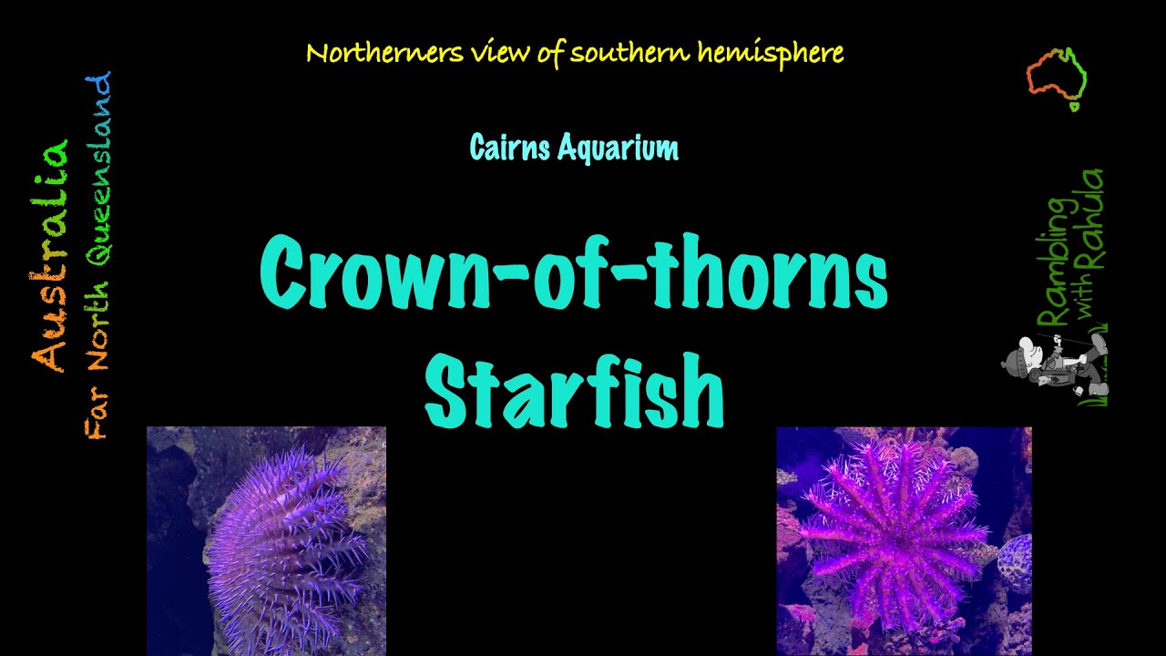 Crown-of-thorns starfish | Star Fish | COTS | - YouTube