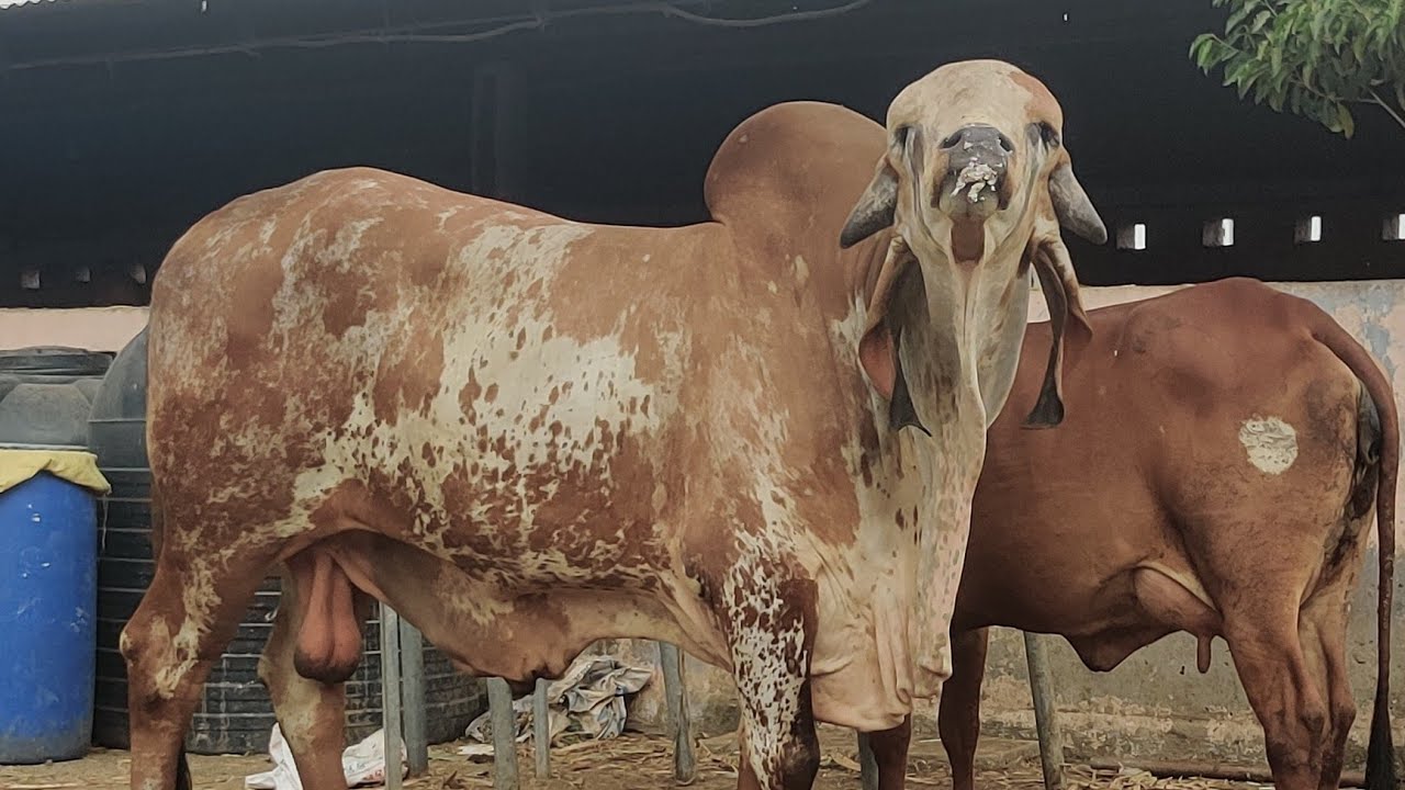 TOP BLOOD LINE GIR BULL GAREDIYO-2 | BREEDING GIR BULL |ARYAMAN GIR ...