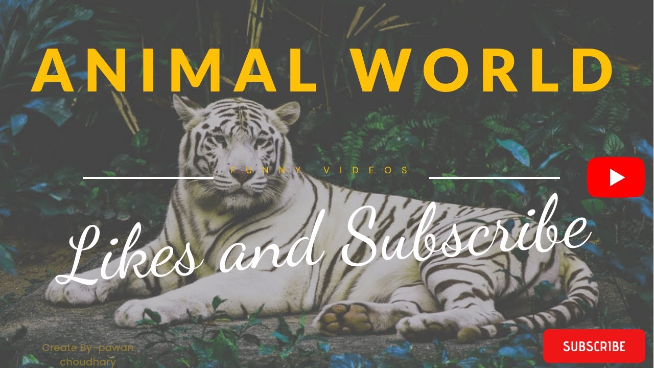 Movements of Ducks - YouTube