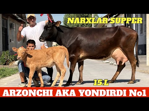 ARZONCHI AKA KUTILMAGAN VIDEO NARXLAR SHOK BOLASI BUQA YOSH SIFATLI ULGURIB QOLIN