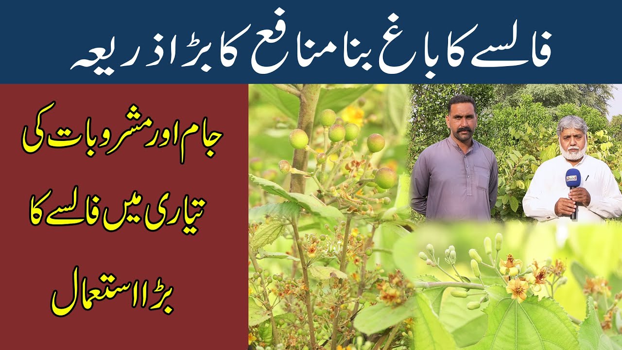 Falsay ki Kasht ka Complete Process Janye | Benefits of Falsa Fruit ...