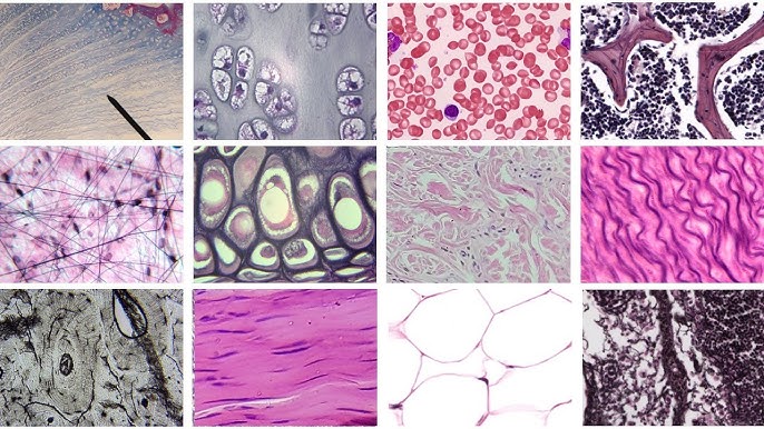 Histology Lab Microscopy Of Tissue Types