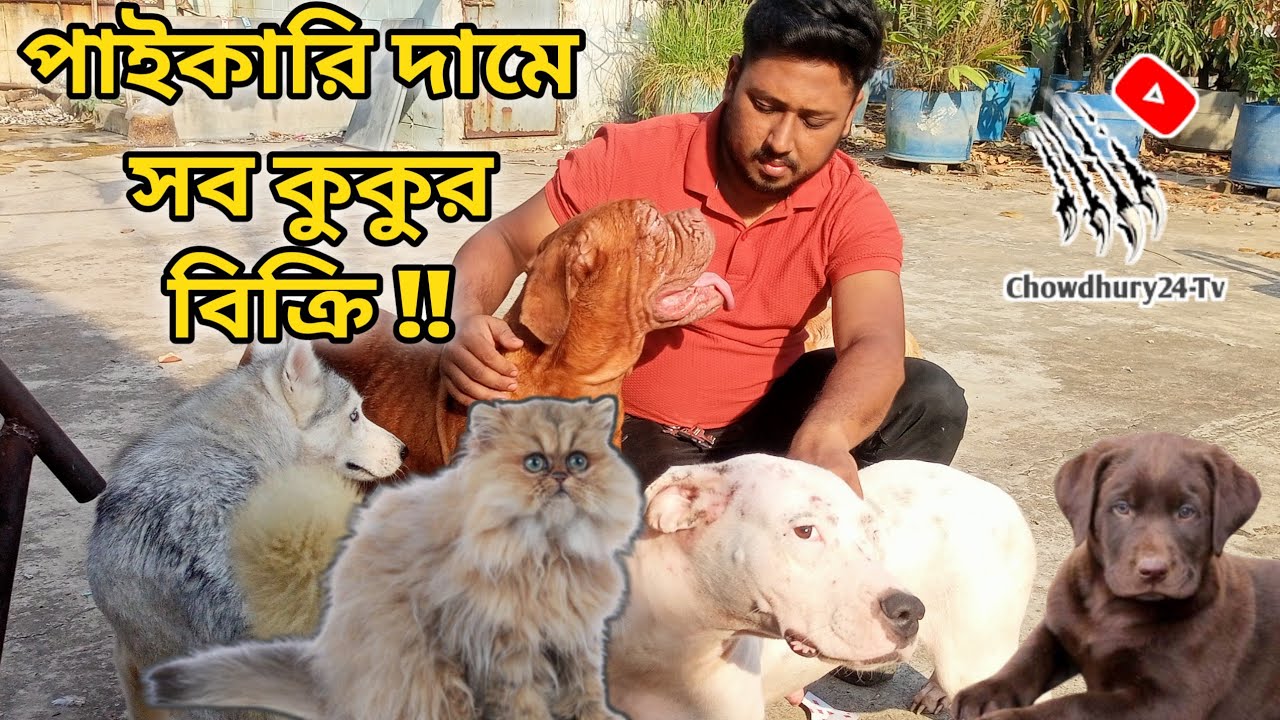 German Shepherd | Labrador Retriever| Doggo Argentino| Persian cat ...