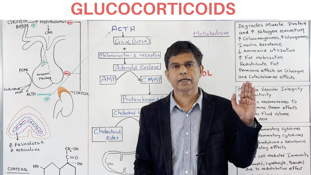 GLUCOCORTICOIDS SYNTHESIS AND ACTIONS - By Pramil Cheriyath MD - YouTube