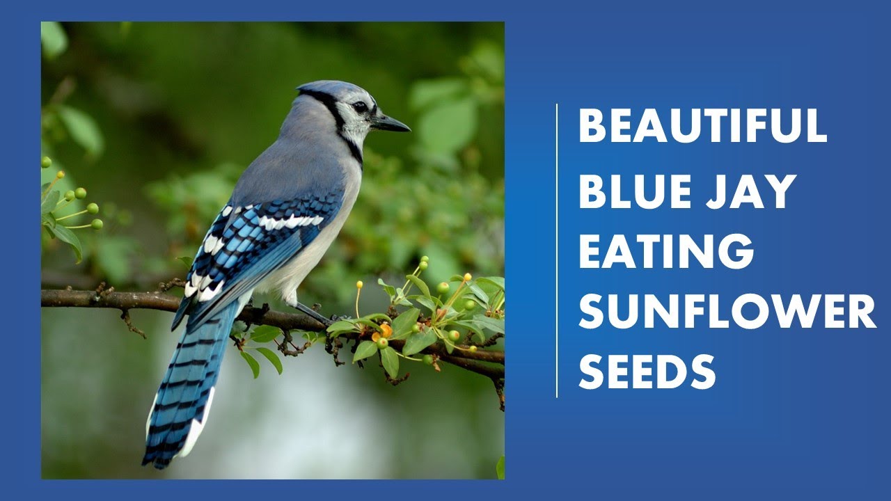 Beautiful Blue Jay In Our Balcony | Blue Jay Eating Sunflower Seeds ...