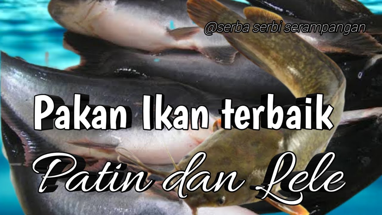 pakan ikan terbaik buat patin dan lele - YouTube