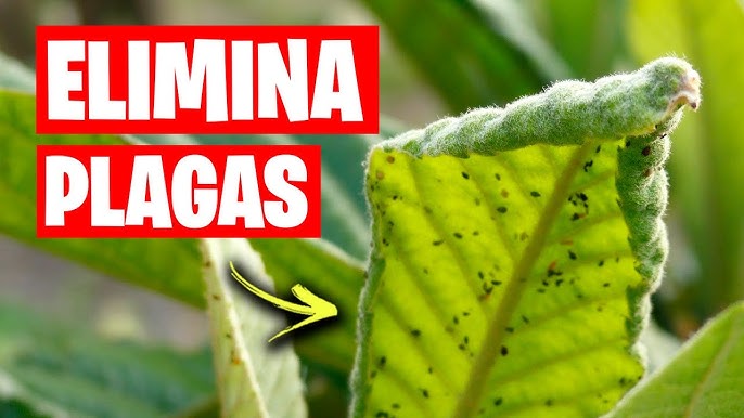 Insecticida Casero Para Arañas