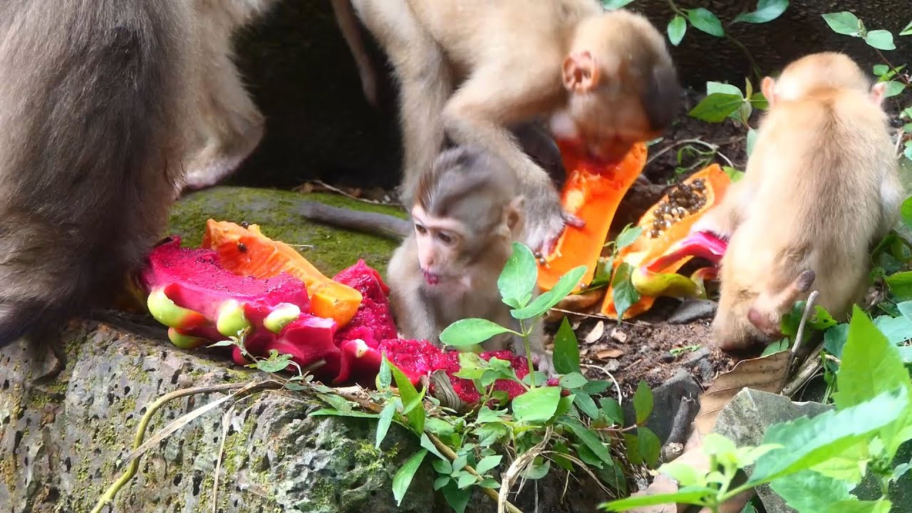 Wow enjoy all adorable monkeys 🥭🍇🍅🍉🍍🍌💖 😍 - YouTube
