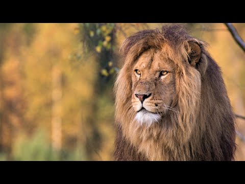 lion🦁attitude whatsapp status🦁 || lion 🦁 king status video 📷 || status video #shorts,#ytshorts