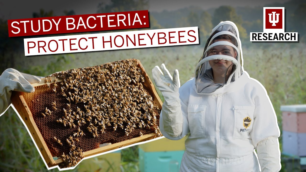 Studying Bacteria to Protect Honeybees - YouTube