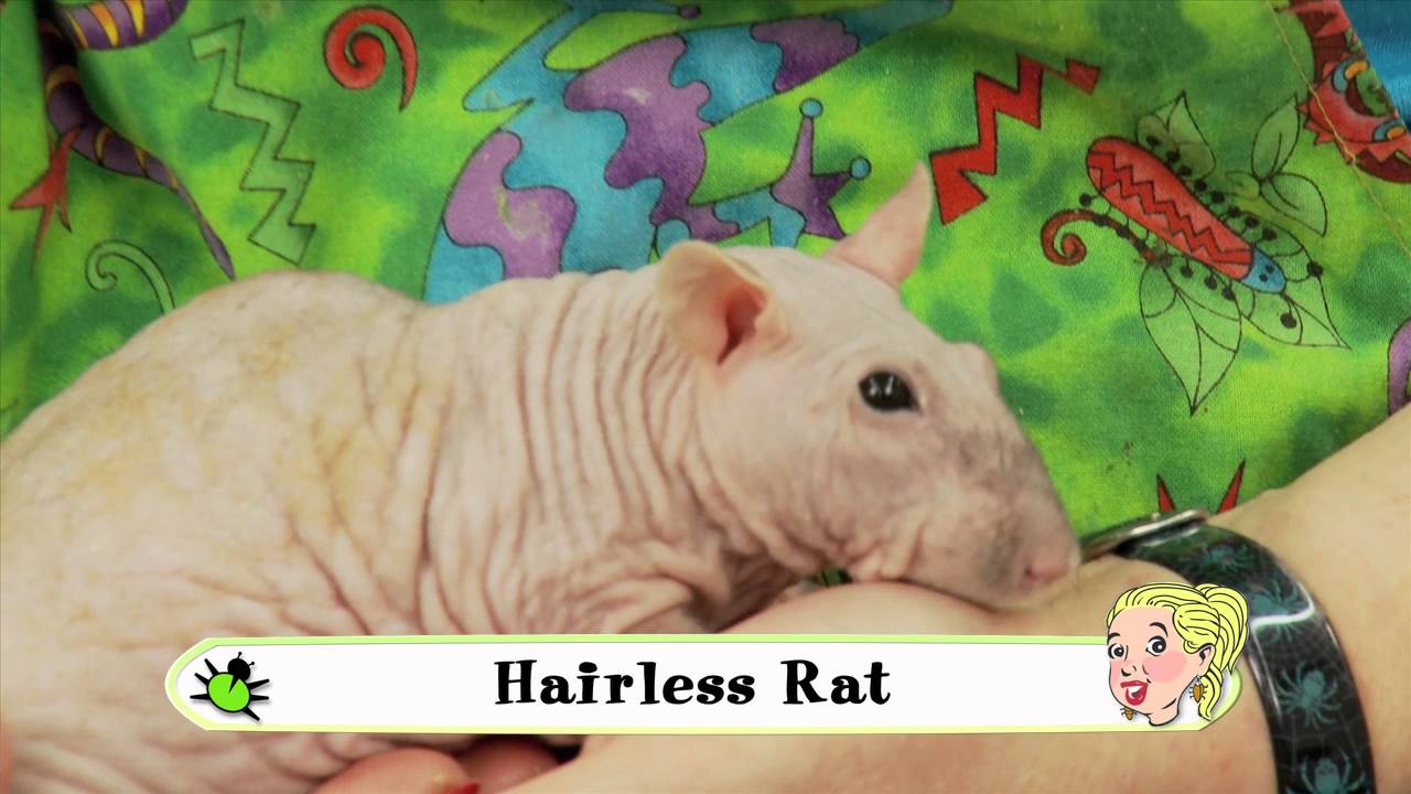 KPTS Critter Corner Bug Lady - Rat - YouTube