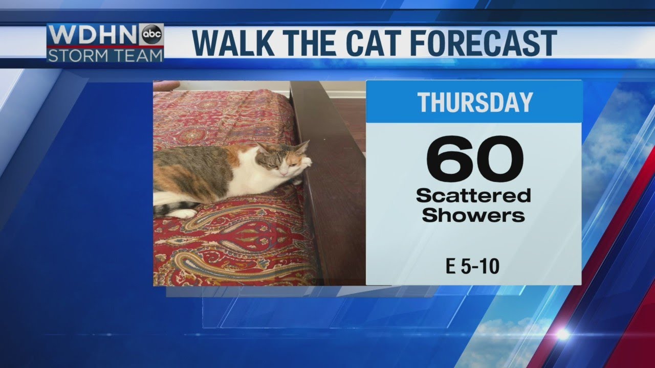 Cat Forecast 1/23/20 Featuring Merida - YouTube