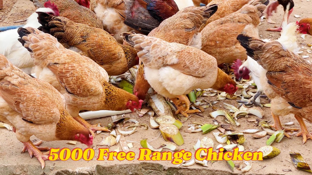 Free range chicken farm - Raising 5,000 free-range chickens ...