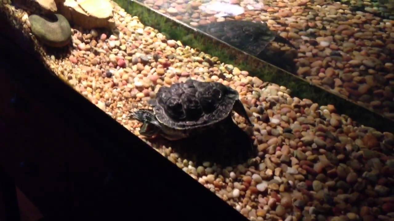 Crazy Turtle - YouTube