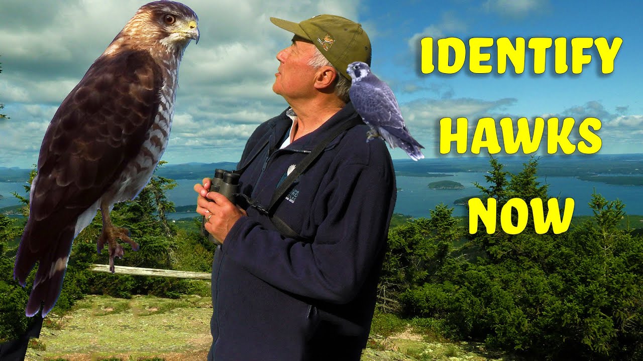 Awe-inspiring HAWK WATCH - Acadia National Park - YouTube