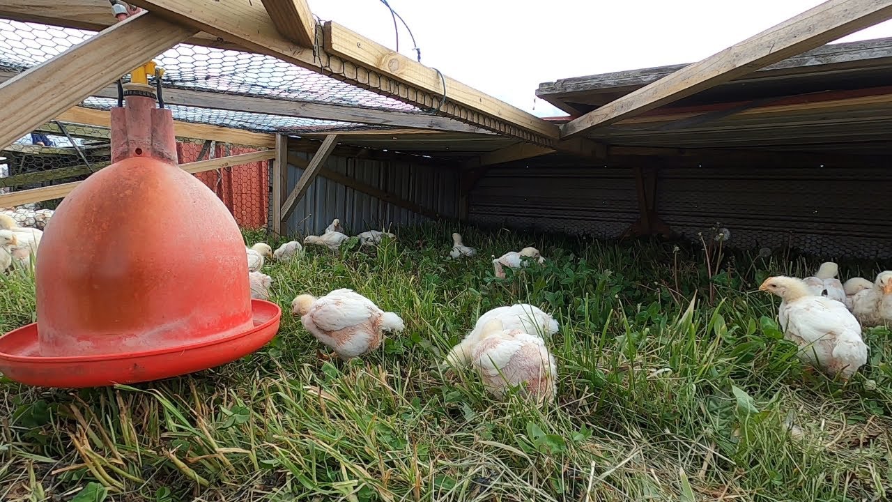 Moving the Chickens out to Pasture - YouTube