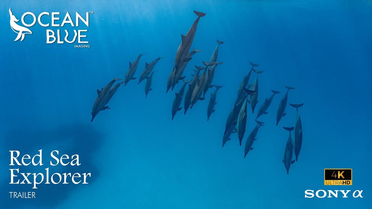 Red Sea Explorer Trailer - 4K - YouTube