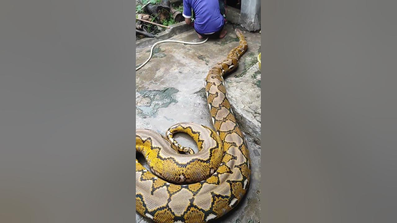 Python bath after longtime. #reticulatuspython #snake #reticulatedpython #pythonsnake - YouTube