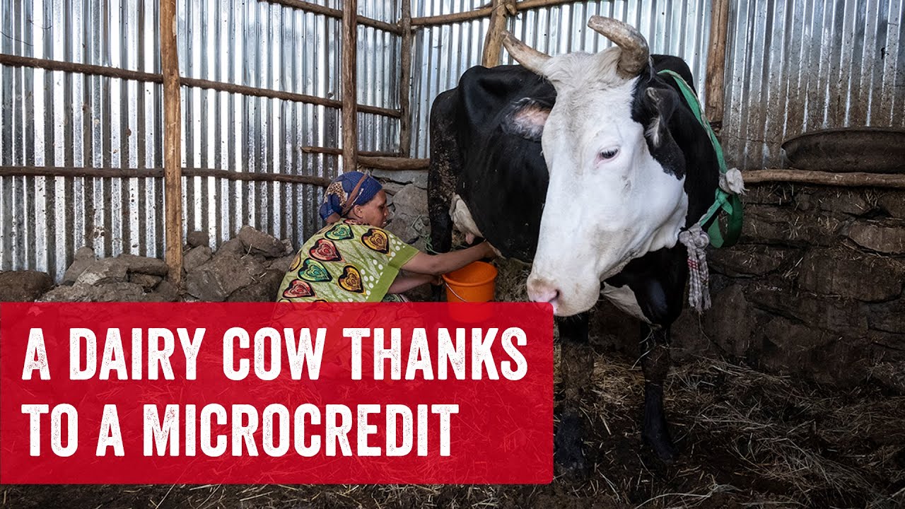 Fill it up with milk, please! How a dairy cow can improve the life of a ...