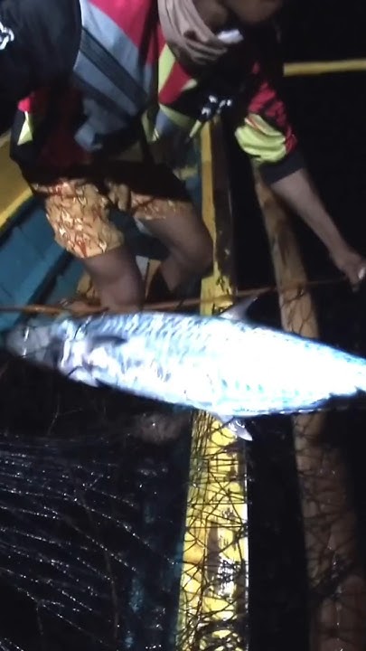 Sari-saring mga malalaking isda - YouTube