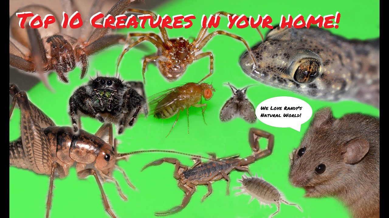 Top 10 Creatures in Your Home - YouTube