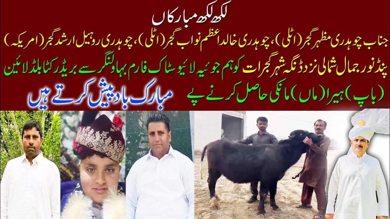 buffalo farming in Pakistan | nili buffalo bull | buffalo farming ...