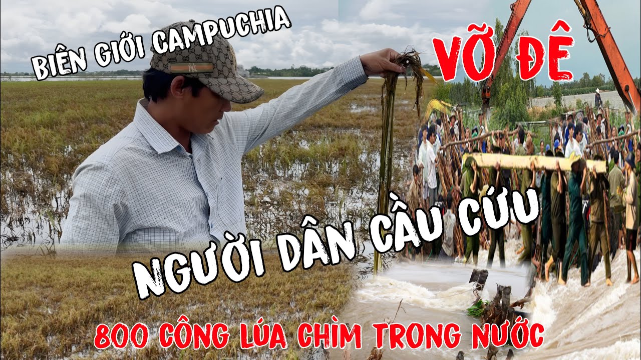 bể đê”Lũ lụt kinh hoàng”nhấn chìm 800 công lúa bà con gần biên giới ...
