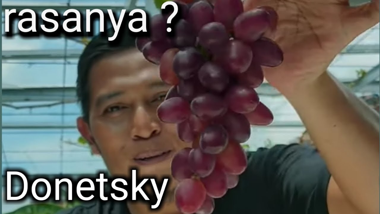 Review Anggur Hasil Pekarangan #anggur_donetsky #anggur_ninel #anggur ...