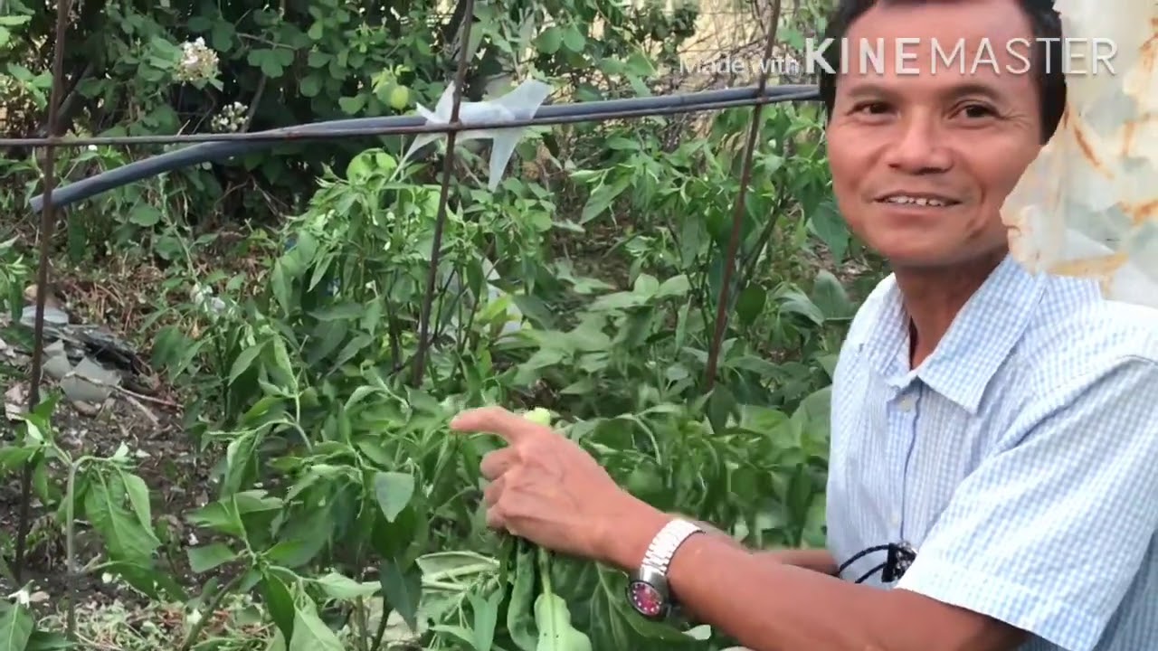 Super Dao Farm - YouTube