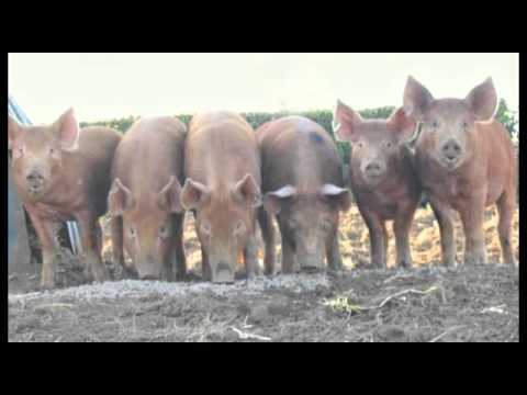 Pig Language - 6 Pigs' Greeting - YouTube