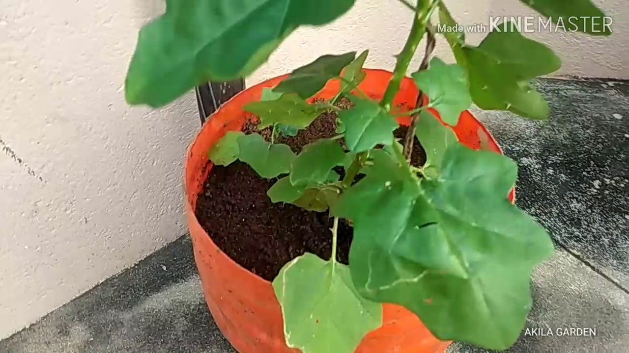 தூதுவளை மூலிகைச்செடி வளர்ப்பது எப்படி? பயன் என்ன?/How to grow ...