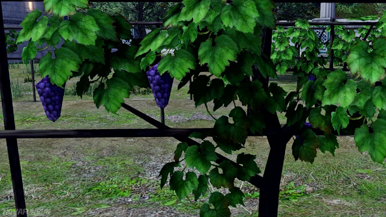 Low Poly Grape Appreciation - YouTube