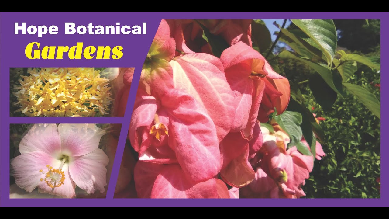Explore the Hope Botanical Gardens In Jamaica I Nature documentary ...