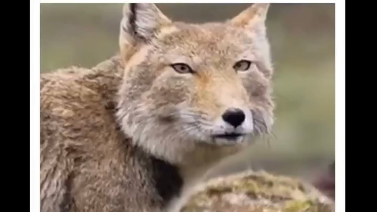 The Tibetan Fox is WIERD LOOKING and I Don’t Know Why🫣 #PatGeo - YouTube