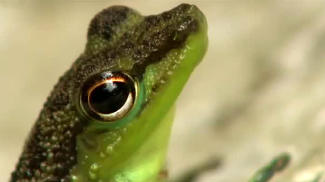 Chasing Frogs | Expedition Borneo | BBC Earth - YouTube