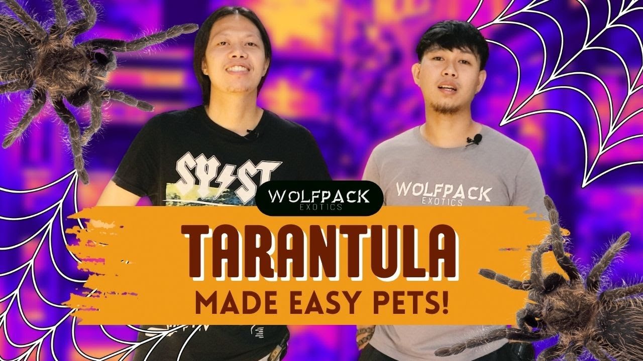 OUR FRIENDLY TARANTULAS [PAANO NGA BA SILA ALAGAAN] | Wolfpack Exotics - YouTube