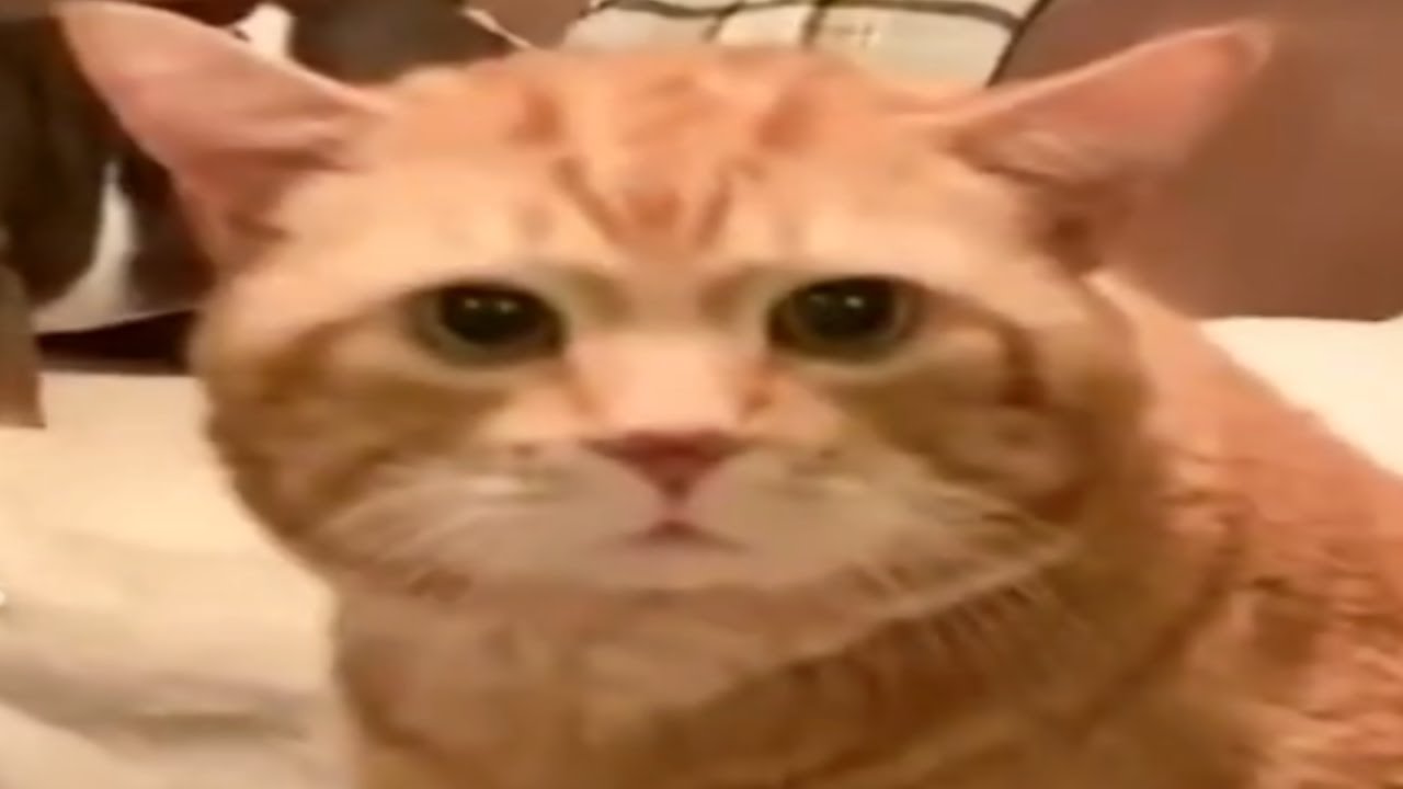 lav's RARE MEMES - YouTube