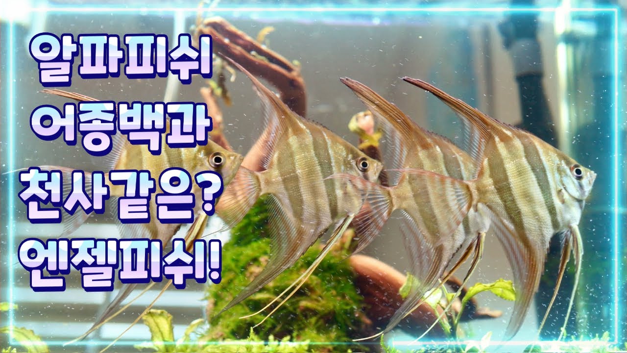 인기 열대어 엔젤피쉬 물고기 수초 어항 예쁜물고기 수족관 열대어 시클리드 실지렁이 모이나 냉동먹이 냉동사료 건조실지 알파어종백과 No004 엔젤