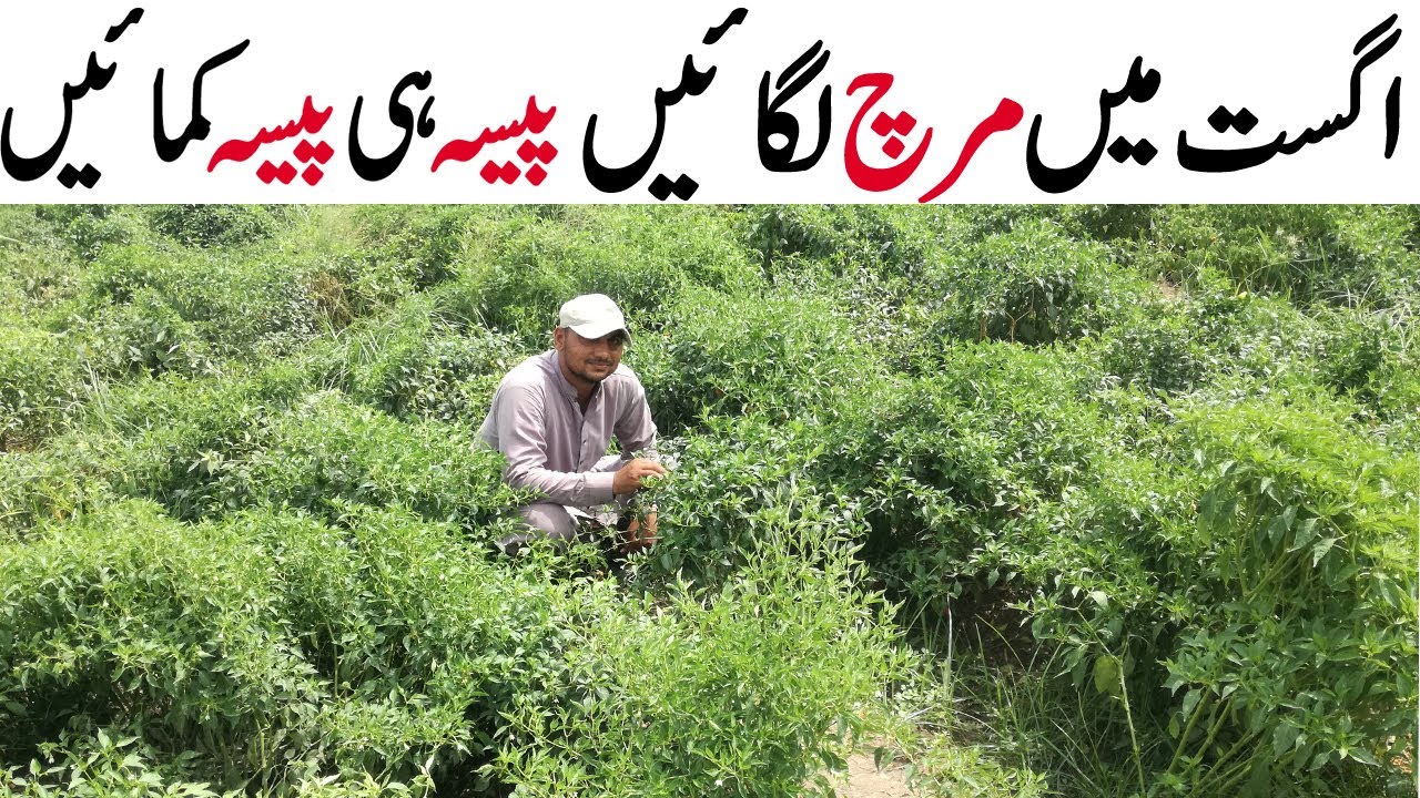 How to Grow Farming of Green Chilli in August By Minhas Vlog - YouTube