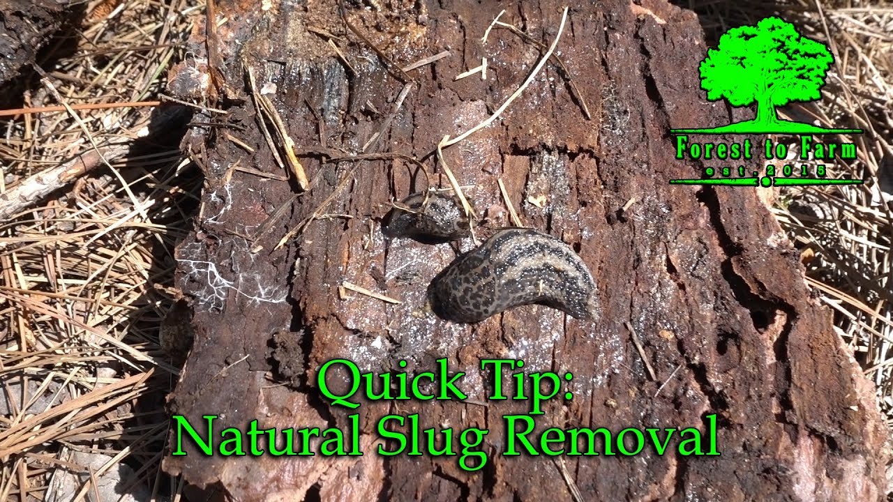 Quick Tip: Natural Slug Removal - YouTube