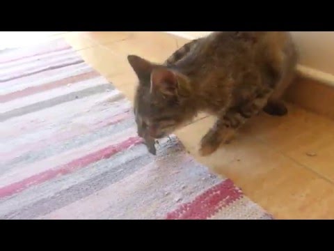 ekmekle kertenkele avlayan kedi cat vs lizard