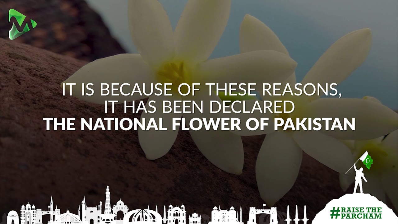 Jasmine - National Flower of Pakistan - YouTube