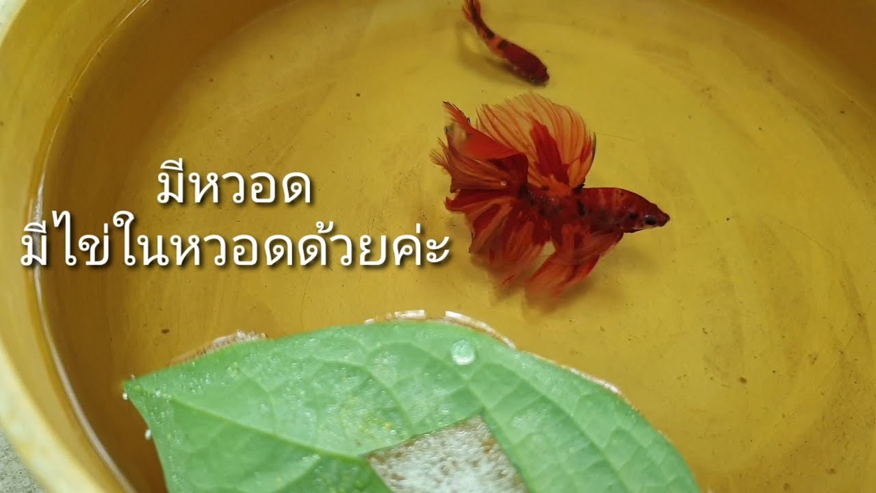 Betta Farm ep.1ตอน เพาะพันธุ์ปลากัด อย่างง่าย ทำอย่างไรนะ - YouTube