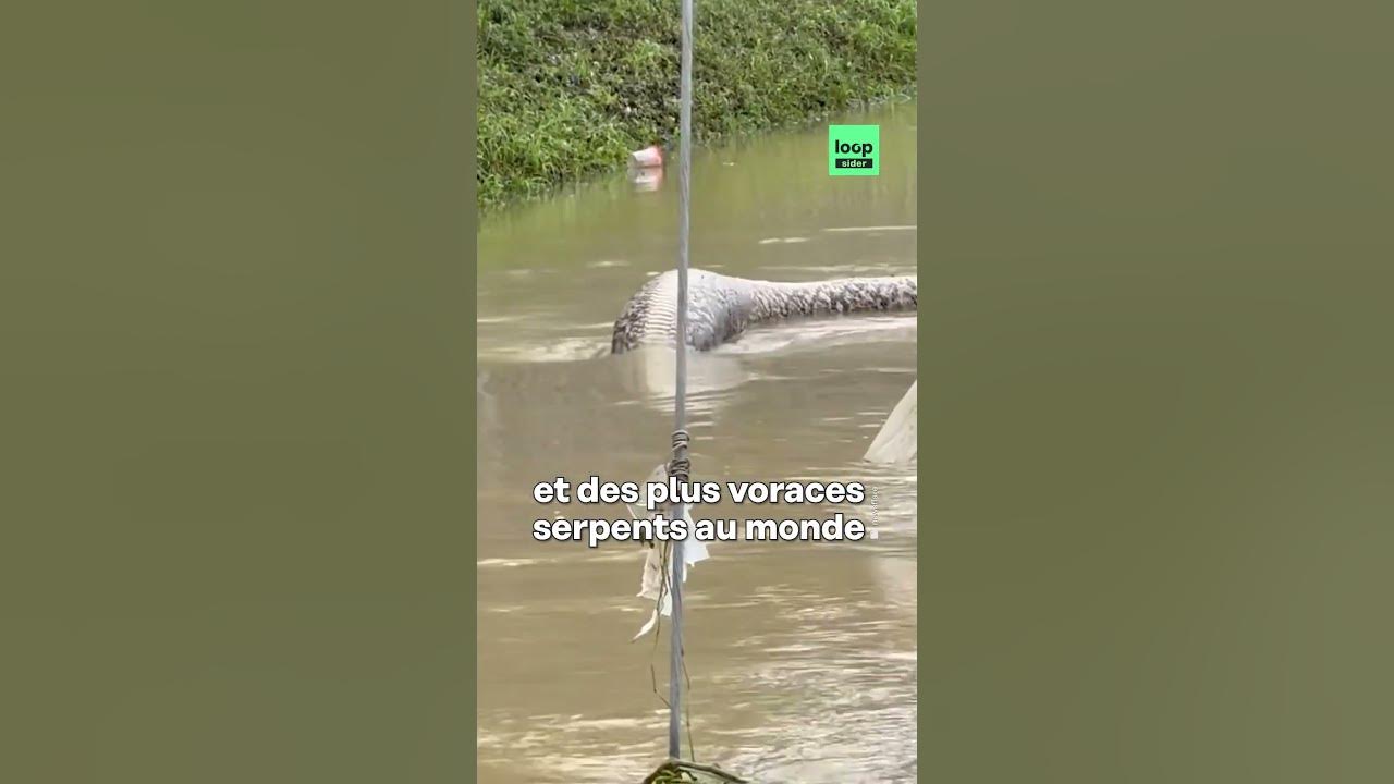 Un python géant de 6 mètres flotte sur une route inondée - YouTube